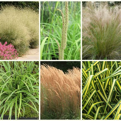 Mixed Grass Collection 2l Pots X 6 Grasses Hedges Direct