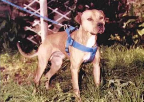 Casertanos Gr Ch Troy ⋆ Grandchamp American Pitbull Terrier History