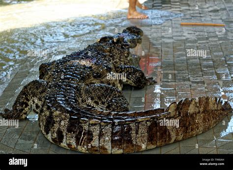 Bilder Krokodil Fotos Und Bildmaterial In Hoher Auflösung Alamy