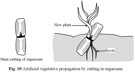 Artificial Vegetative Propagation Fun Science