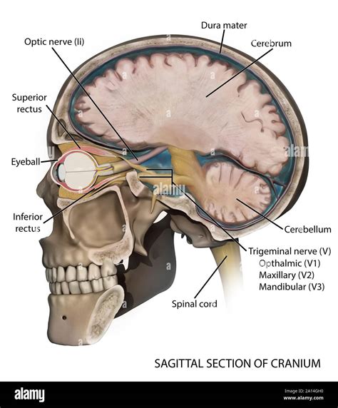 Sagittal Skull