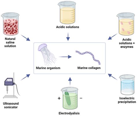 Collagen Extraction Methods Neutral Saline Solutions Acidic