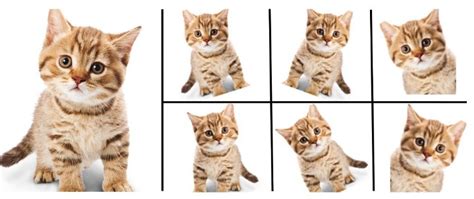 Keras Imagedatagenerator For Image Augmentation Mlk Machine Learning Knowledge