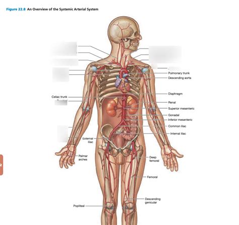 Peripheral Circulatory System Diagram Quizlet