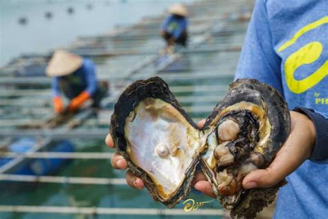How Are Natural Pearls Harvested