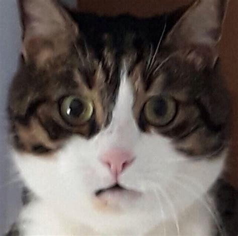 Detect Your Cats Face With Opencv By Okan Yenigün Level Up Coding