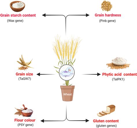 Thе Crisprcas9 System Is Utilized To Improve Whеat Grain Quality By