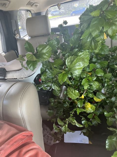 Lychee Tree Nursery Updated August 2025 3151 S Kanner Hwy Stuart Florida Nurseries