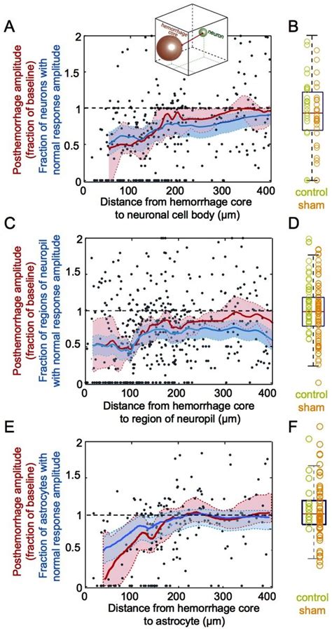 A Amplitude Of The Stimulus Induced Calcium Responses For Neuronal