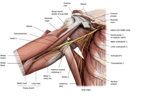Nerve Path Flashcards Quizlet