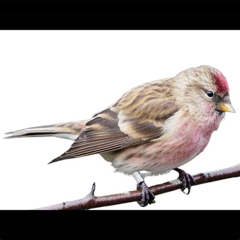 Lesser Redpoll Acanthis Cabaret Identification Birda