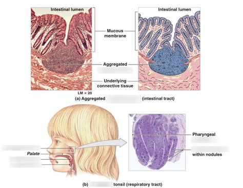 Tonsil Histology