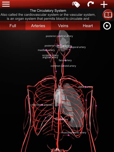 Circulatory System Animation Labeled