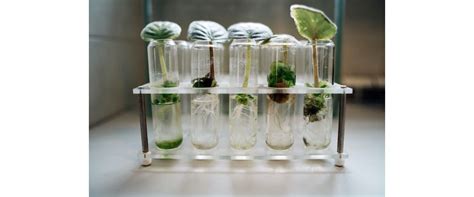 10 Biology High School Research Project Ideas To Try This Summer