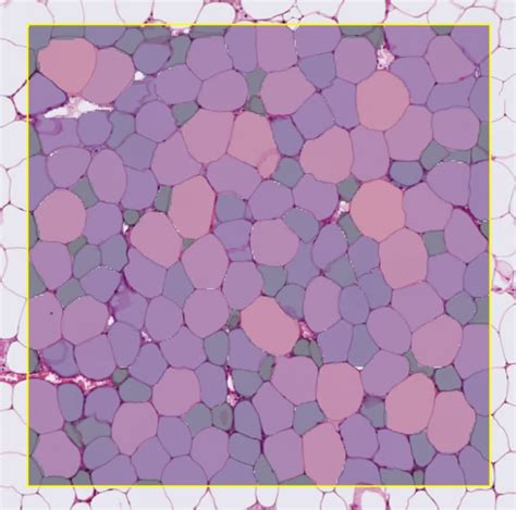 cellpose sam qupath extension usage and issues image sc forum