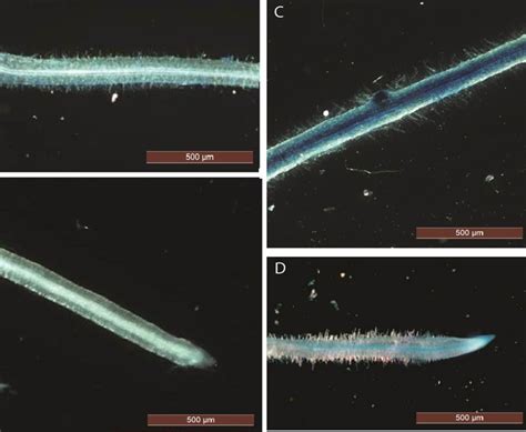 7 Gus Staining Of M Truncatula Gh3gus Hairy Roots Over Expressing