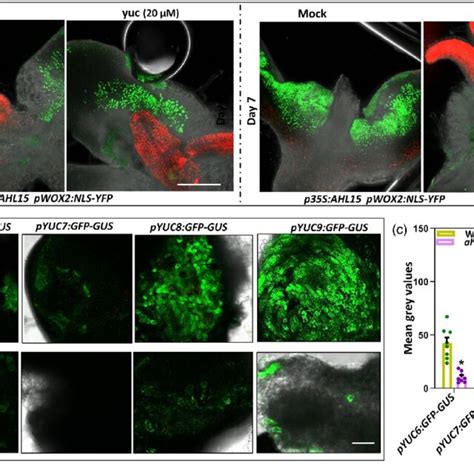 Auxin Efflux Is Required For The Proper Development Of Embryonic Cells