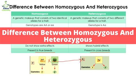 Homozygous And Heterozygous Examples