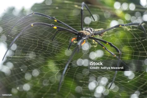 Spider Nephila Pilipes Golden Orbweb Spider On Netting Web Closeup