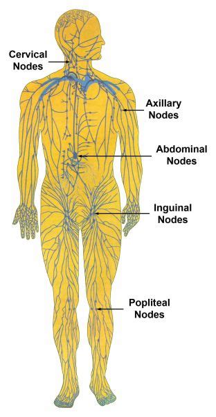 Swollen Lymph Nodes Inner Thigh