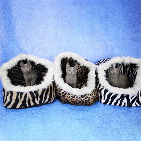 Luxurious Cat Igloo Capalaba Cat Cottage