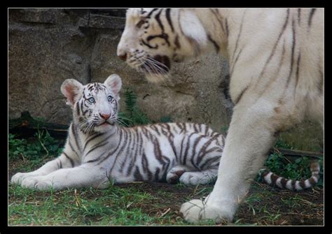 Two White Tiger Cubs Laying Together