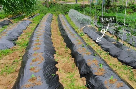 참깨 심는시기파종시기 씨앗 심기 재배 키우기 팁 네이버 블로그