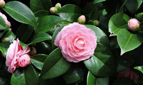 Complete And Updated Guide To Potted Camellia Care Everything You Need