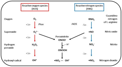 Reactive Oxygen And Nitrogen Species Production In Mammalian Cells