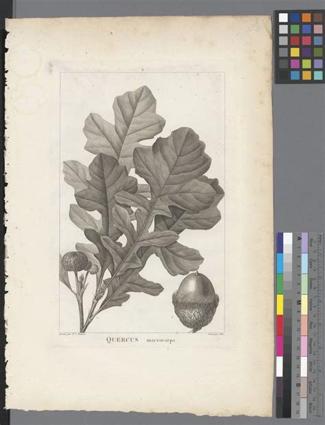 Quercus Macrocarpa Michx Plants Of The World Online Kew Science