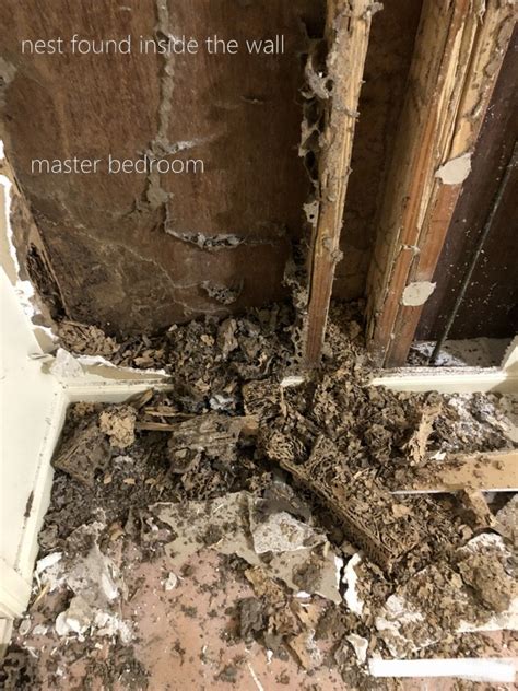 10 Signs Of A Termite Infestation In Your Home