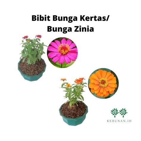 Jual Tanaman Bunga Kertas Bunga Zinia Cantik Bisa Pilih Warna Shopee