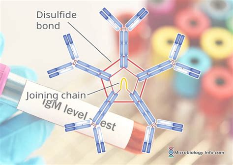 Immunoglobulin M Igm Properties Structure And Functions