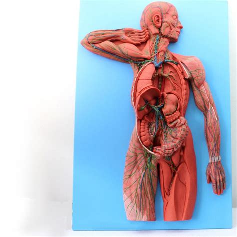 Human Lymphatic System Model