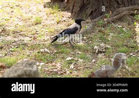 Crow And Squirrel Interacting Near A Tree Stock Video Footage Alamy