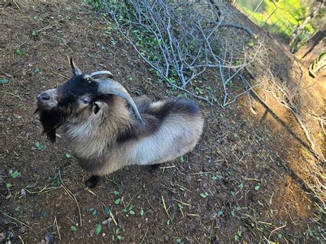 Tennessee Fainting Goat Yearling Petclassifieds