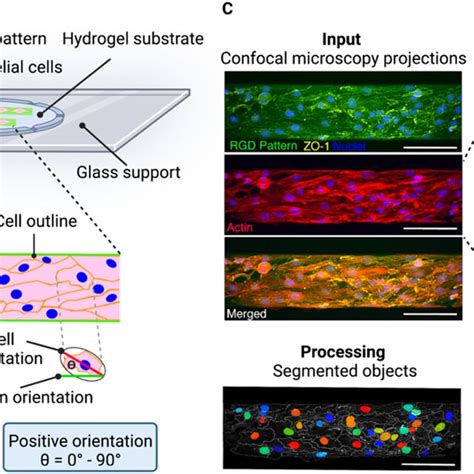 Experimental Principle For Determining Cell Chirality Bias Of Brain