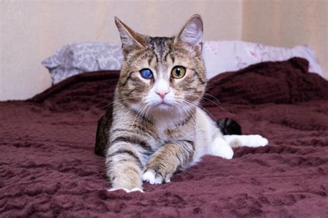 10 Most Common Eye Problems In Cats