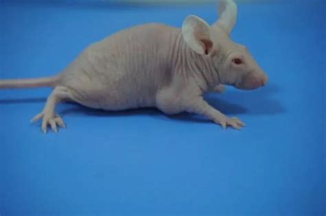 新手入门：裸鼠皮下成瘤实验该怎么做？ 知乎