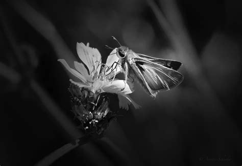 Plants Liam Baines Photography