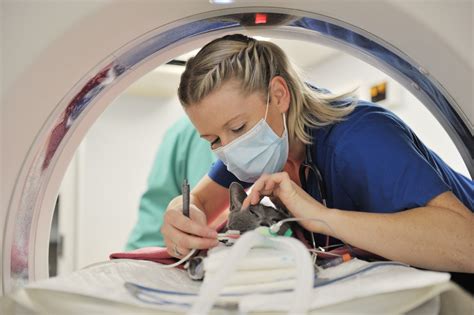 Vet Nurse Learning Neutrophils Form About 90 Of The Granulocytes