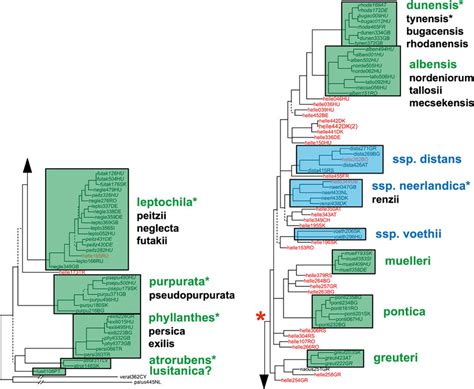 maximum likelihood phylogram depicting the evolutionary relationship of