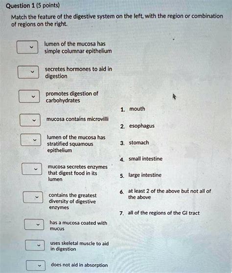 question 1 5 points match the feature of the digestive system on the