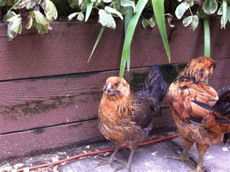 Easter Egger Sex Backyard Chickens Learn How To Raise Chickens