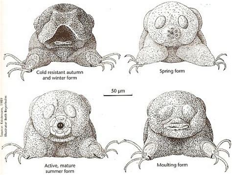 Tardigrade Anatomy Morphology And Functional Anatomy Springerlink