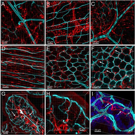 Frontiers Vasculature In The Mouse Colon And Spatial Relationships With The Enteric Nervous