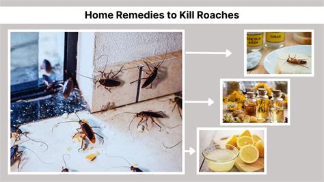 Roach Droppings Identification Safe Cleaning Guide