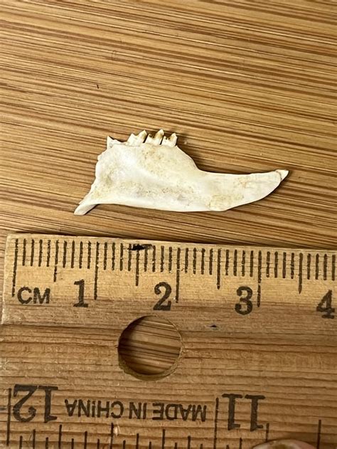 Teeny Tiny Bones N Florida R Bonecollecting