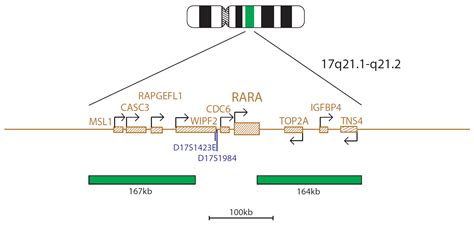 Pml Rara Translocation