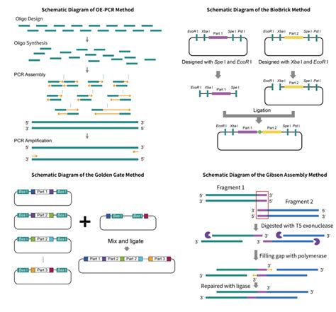 Dna Synthesis And Assemblysynbio Technologies